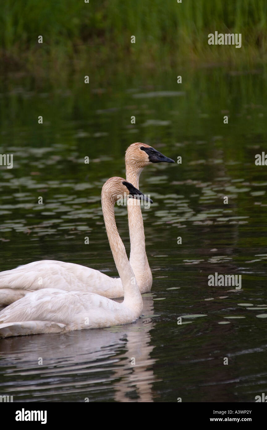 A pair of trumpeter swans swim on a pond at Seney National Wildlife ...