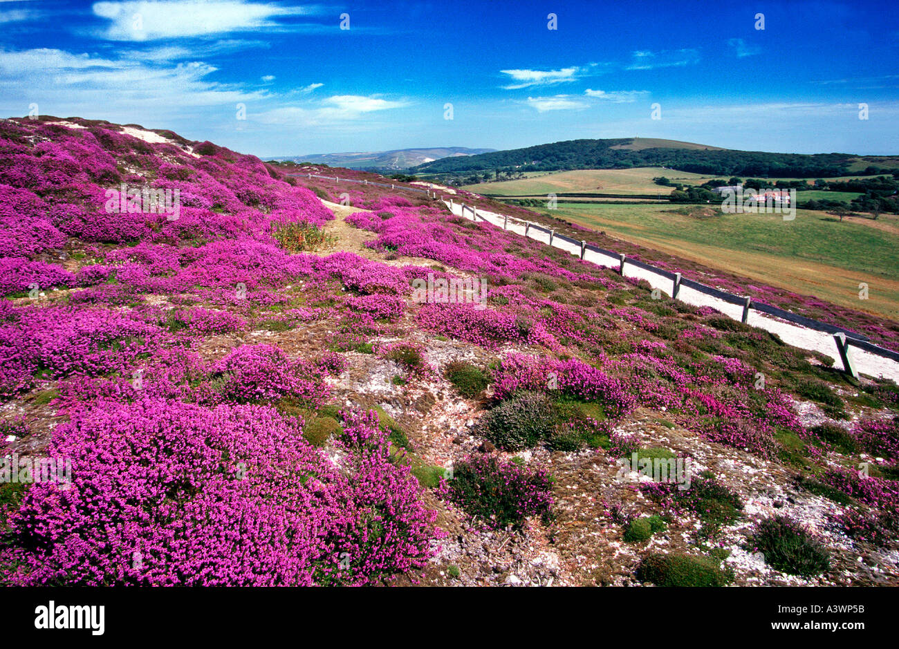 Headon Warren Alum Bay The Needles Isle of Wight England UK Stock Photo ...