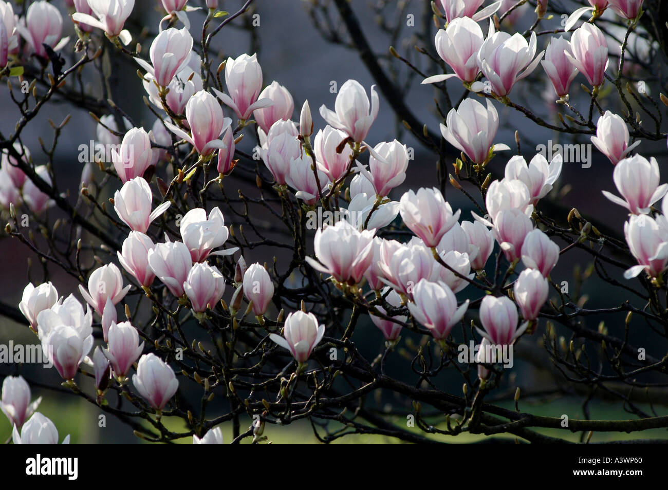 MAGNOLIA MAGNOLIA RUSTICA RUBIA BLOOM BLOOMS MASS OF COLOUR BEAUTY PINK ...