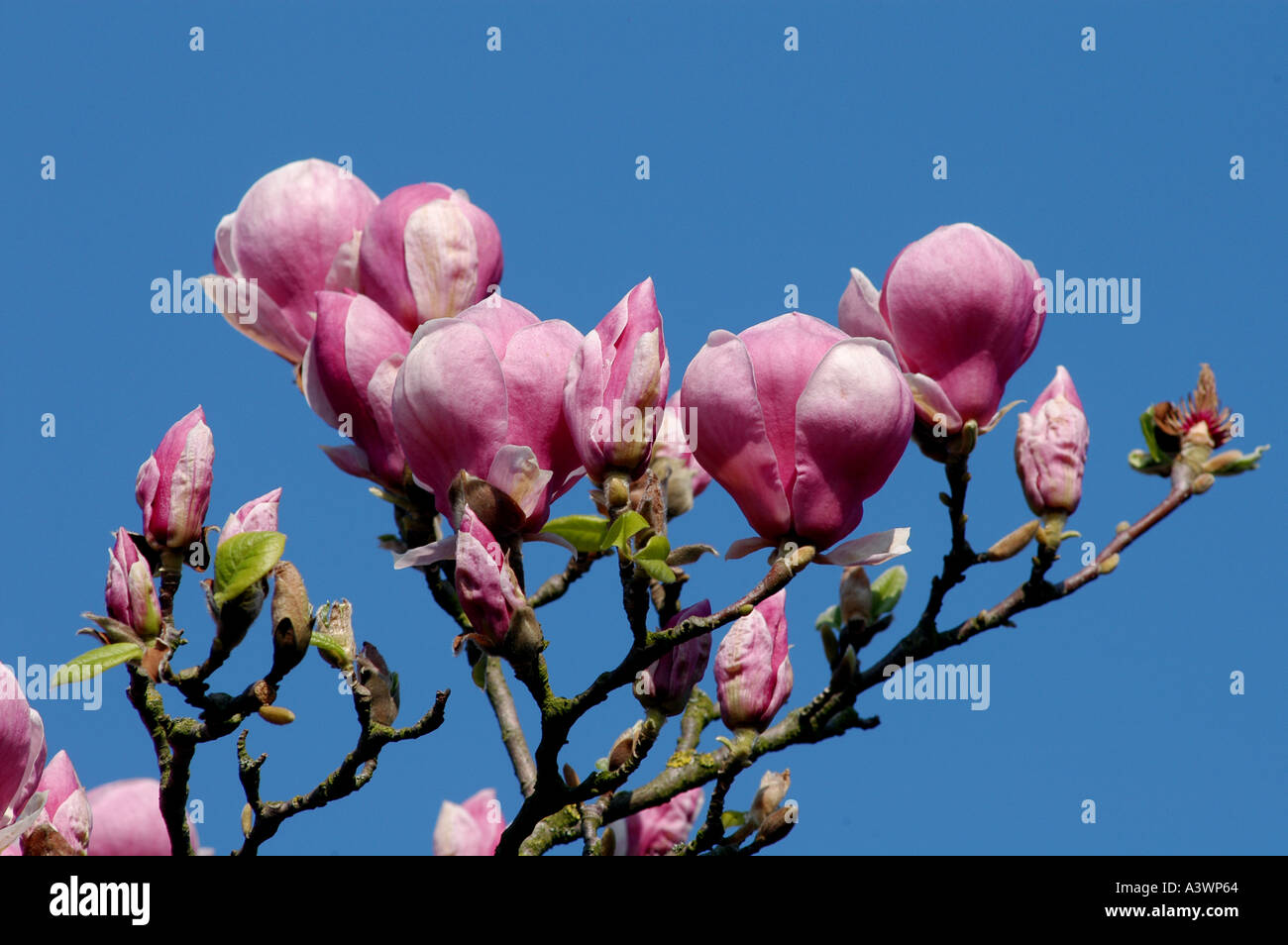 MAGNOLIA MAGNOLIA RUSTICA RUBIA BLOOM BLOOMS MASS OF COLOUR BEAUTY PINK ...