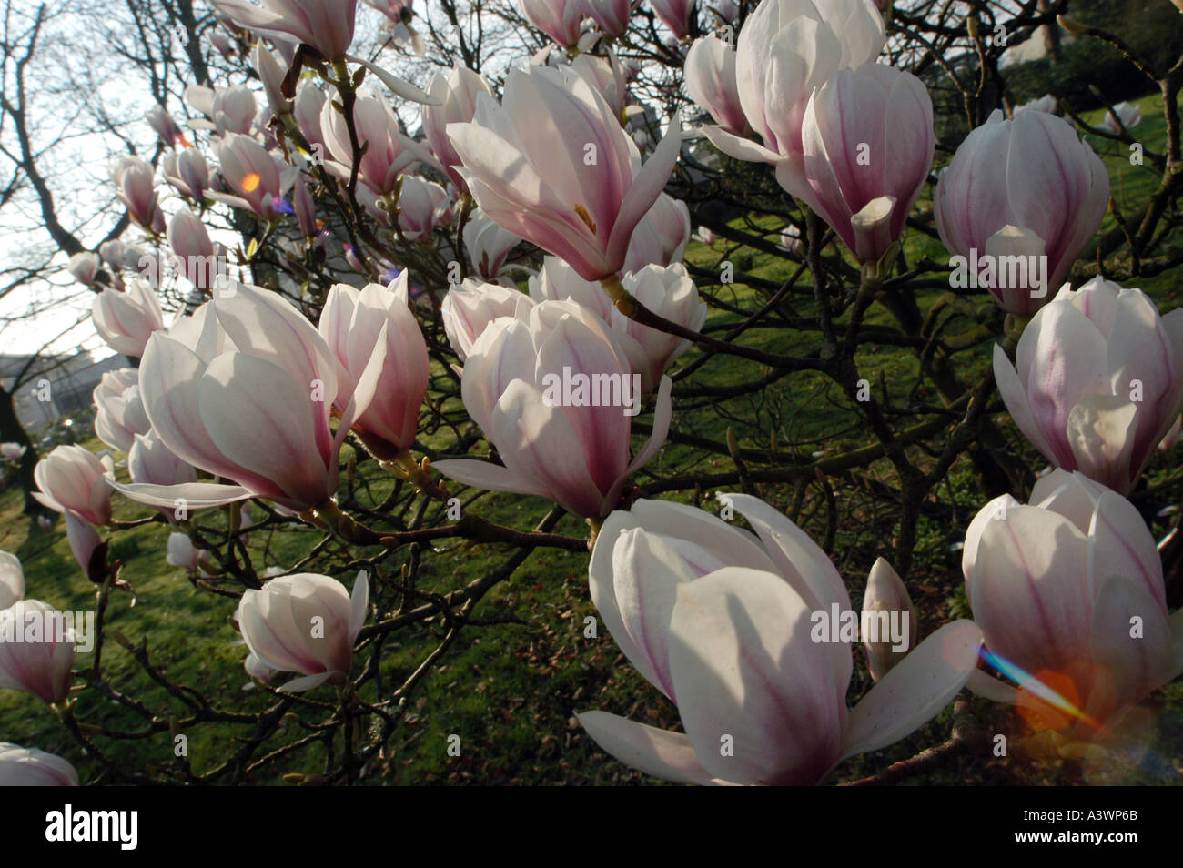 MAGNOLIA MAGNOLIA RUSTICA RUBIA BLOOM BLOOMS MASS OF COLOUR BEAUTY PINK ...