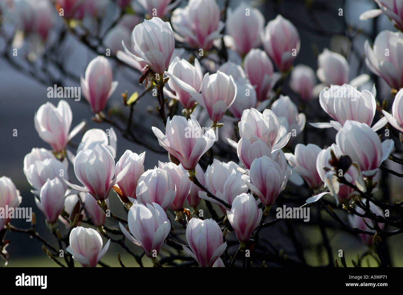 MAGNOLIA MAGNOLIA RUSTICA RUBIA BLOOM BLOOMS MASS OF COLOUR BEAUTY PINK ...