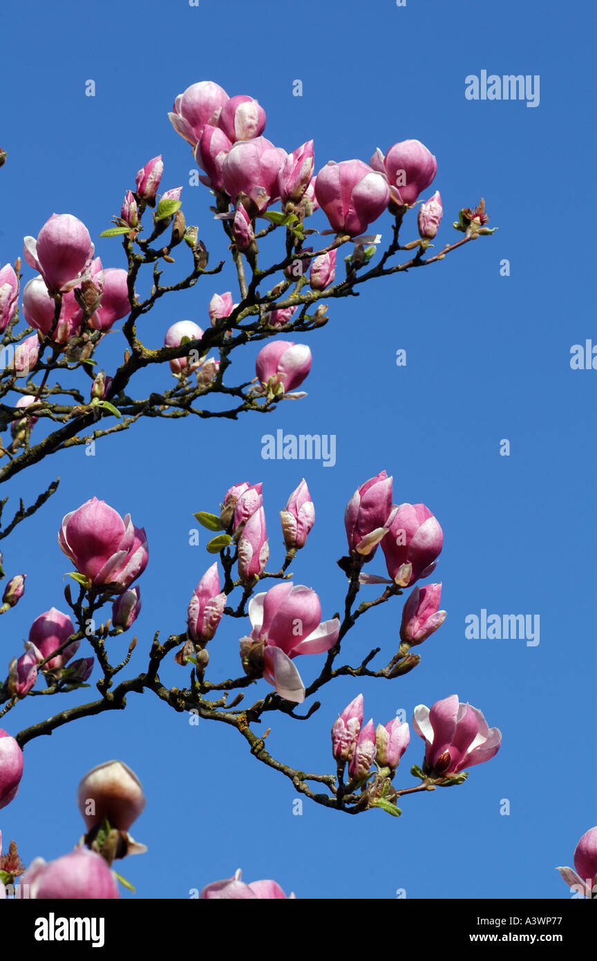 MAGNOLIA MAGNOLIA RUSTICA RUBIA BLOOM BLOOMS MASS OF COLOUR BEAUTY PINK ...