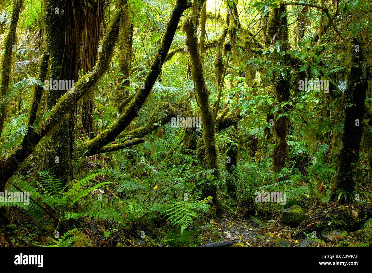 Dense undergrowth and moss covered trees in a section of rainforest Stock Photo - Alamy