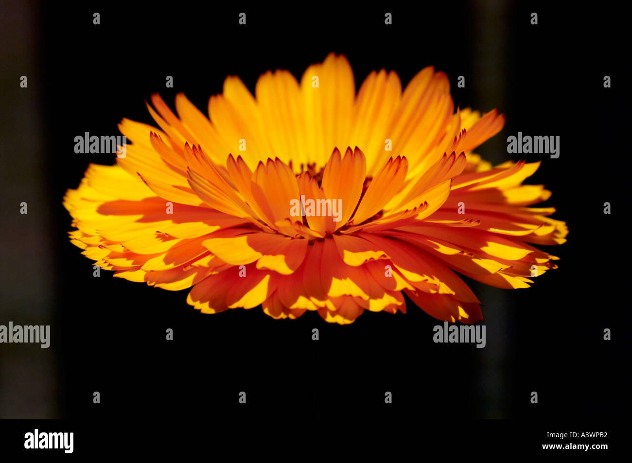 Marigold flower Calendula officinalis South Island New Zealand Stock ...