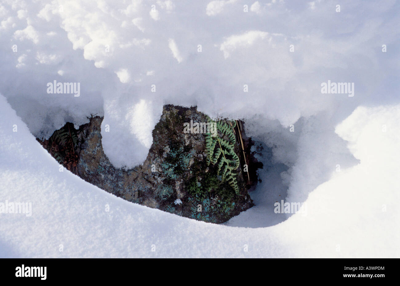 A GREEN FERN IS SURROUNDED BY A SNOWDRIFT IN MCCORMICK WILDERNESS AREA ...