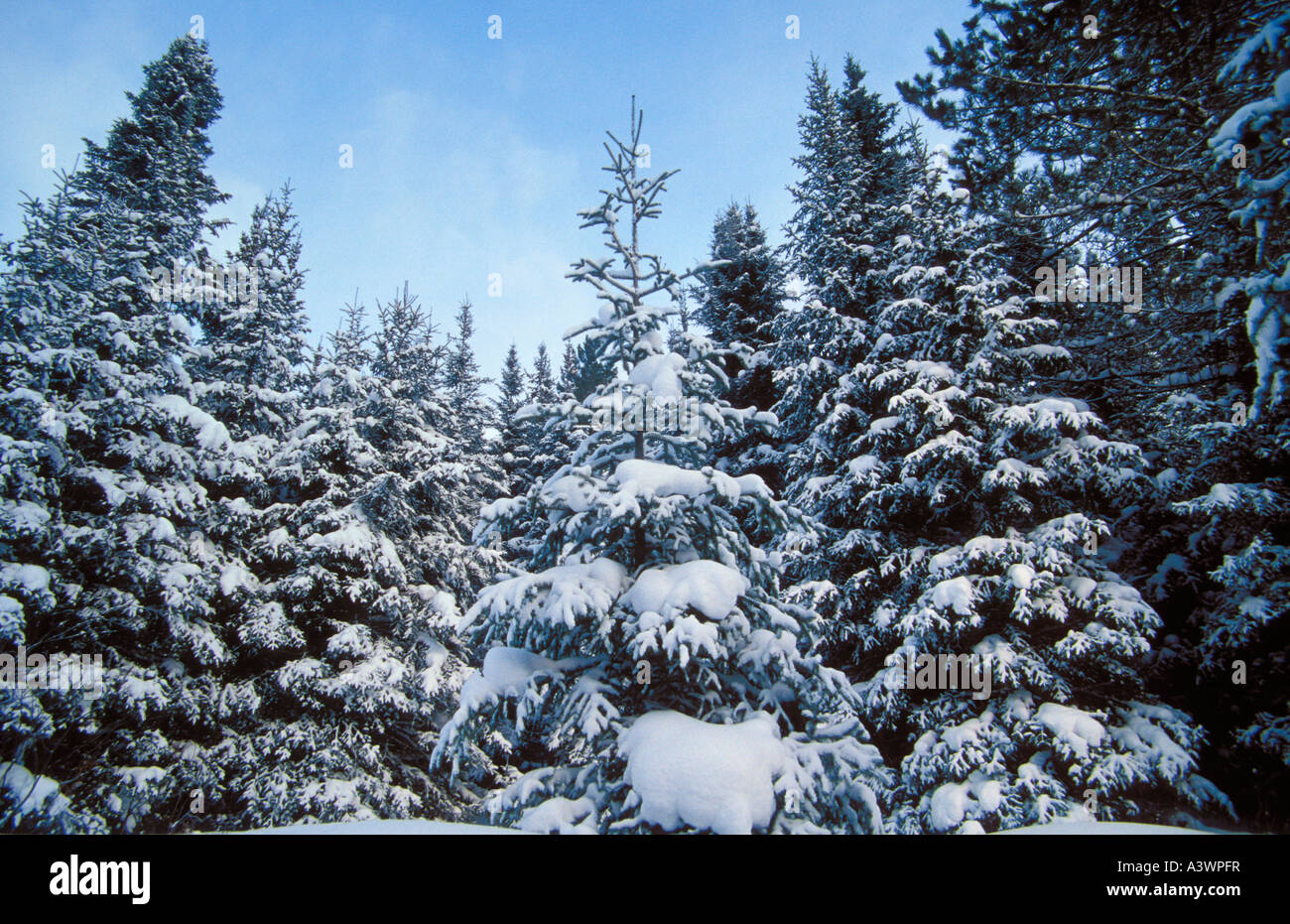 SNOW COVERED EVERGREENS IN THE OTTAWA NATIONAL FOREST NEAR MICHIGAMME ...