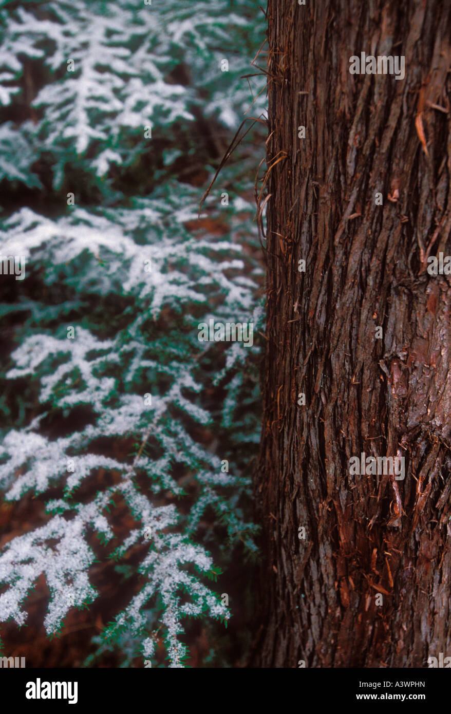 Cedar swamp hi-res stock photography and images - Alamy