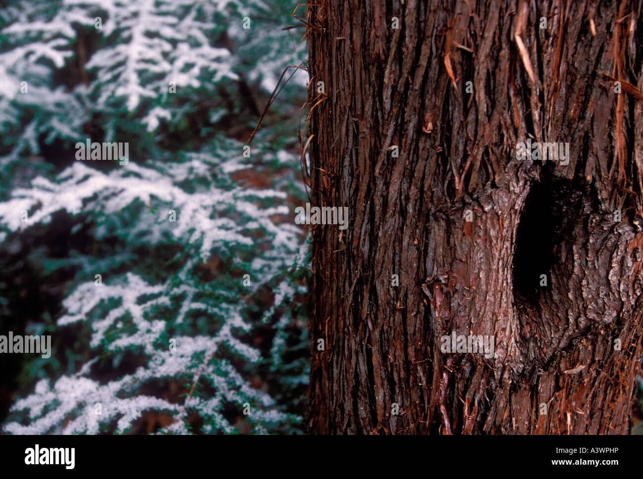 Fresh snowfall in a cedar swamp in central Wisconsin Stock Photo - Alamy
