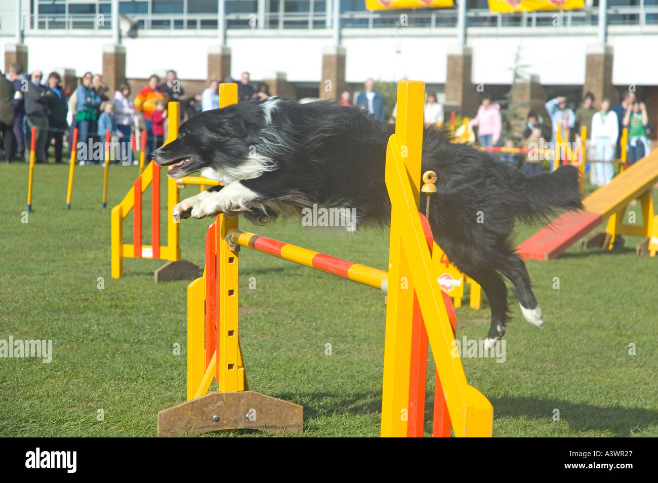 A collie dog participates in an agility test at the annual two day dog ...