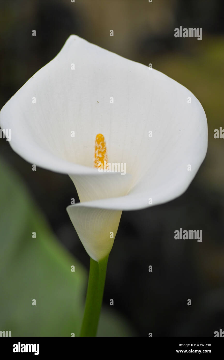 Zantedeschia species hi-res stock photography and images - Alamy