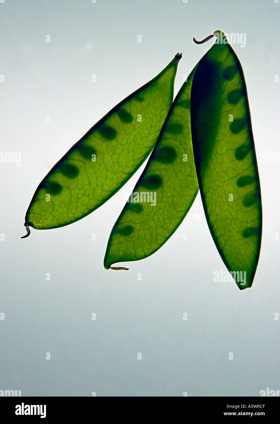 Three Pods of Peas Stock Photo - Alamy