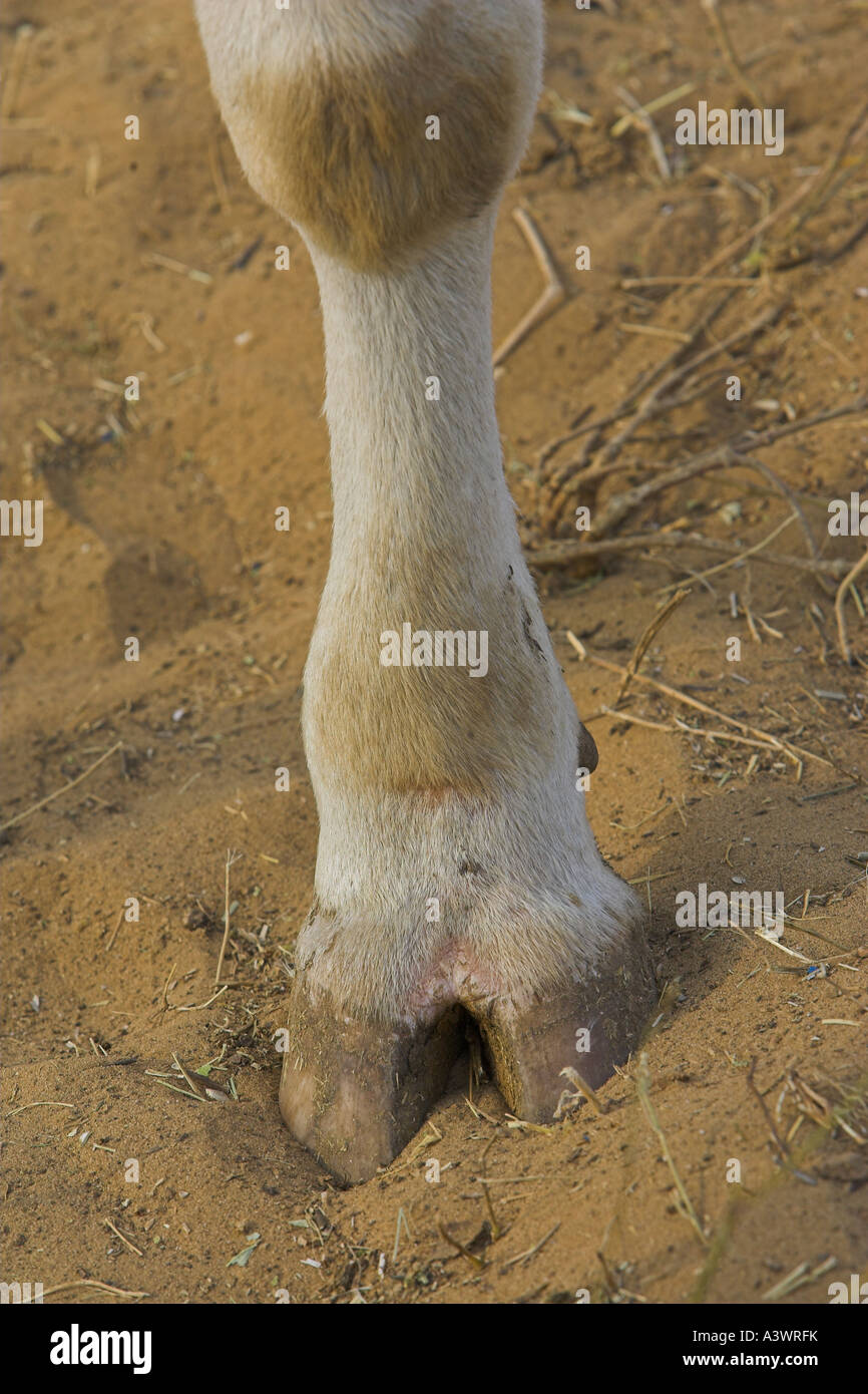 A cows hoof Stock Photo - Alamy