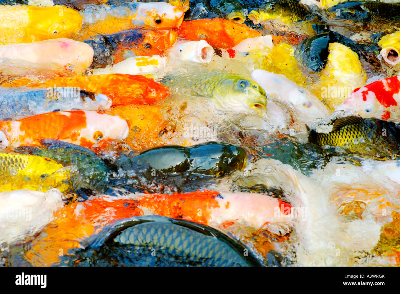 Asian coy fishes hi-res stock photography and images - Alamy