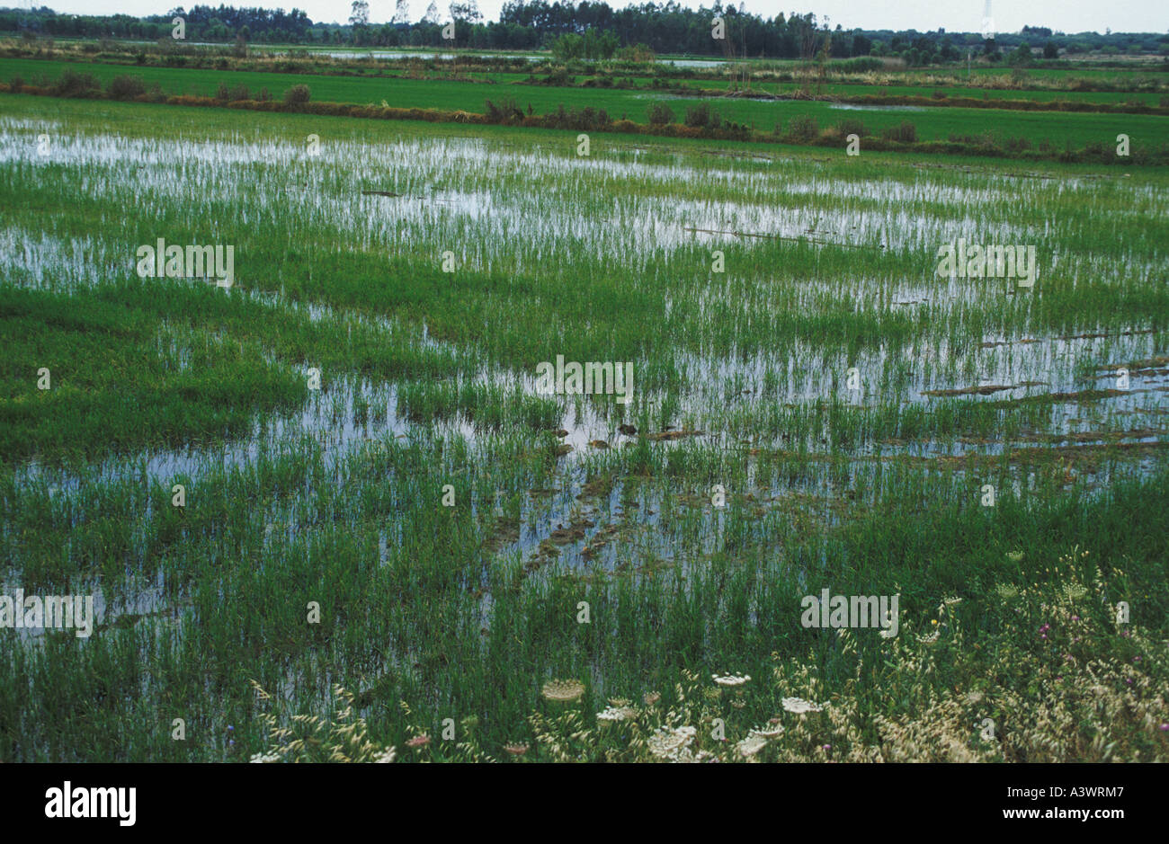 rice field near Oristano Sardinia Italy Stock Photo - Alamy