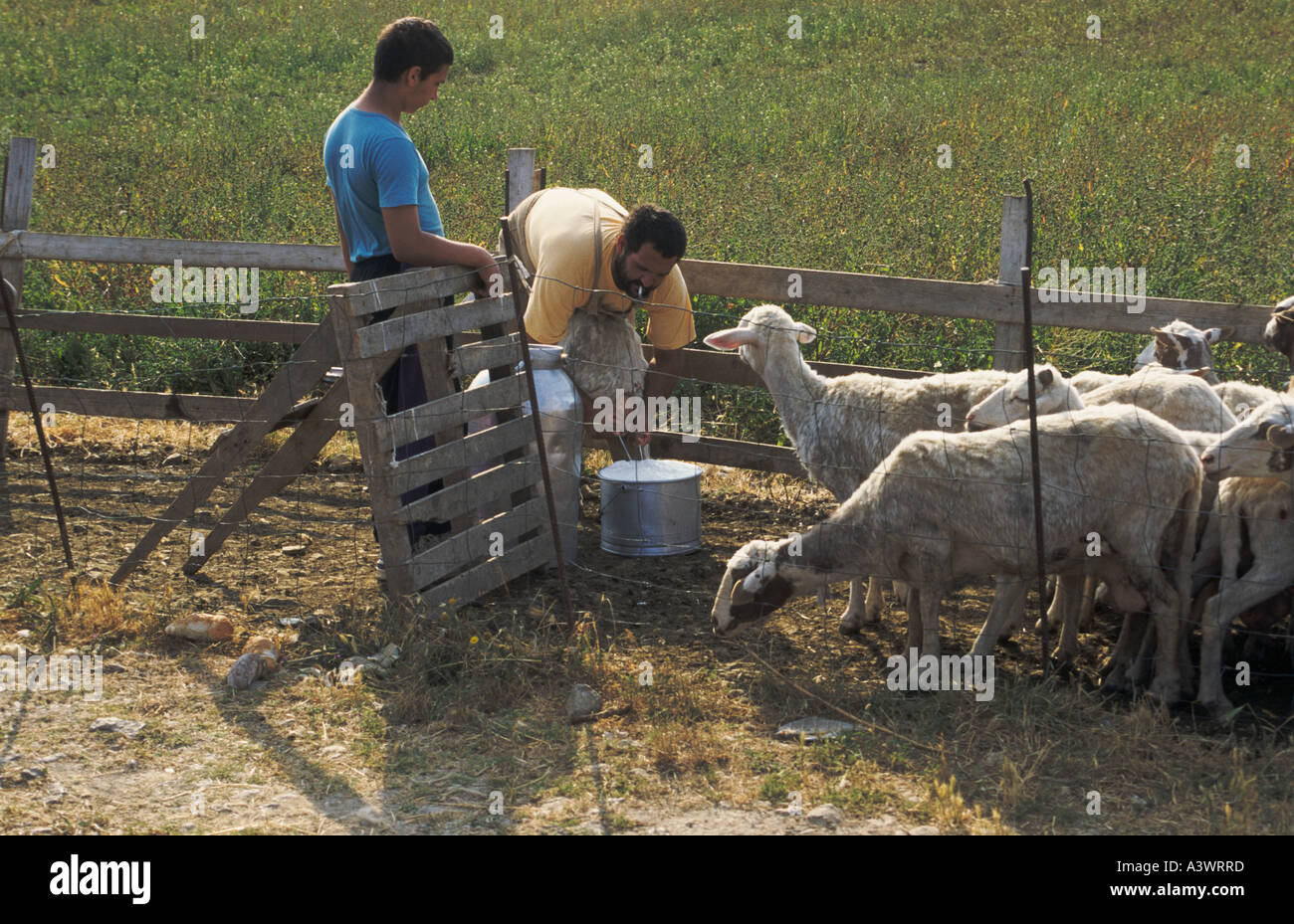 Sheep milking man hi-res stock photography and images - Alamy