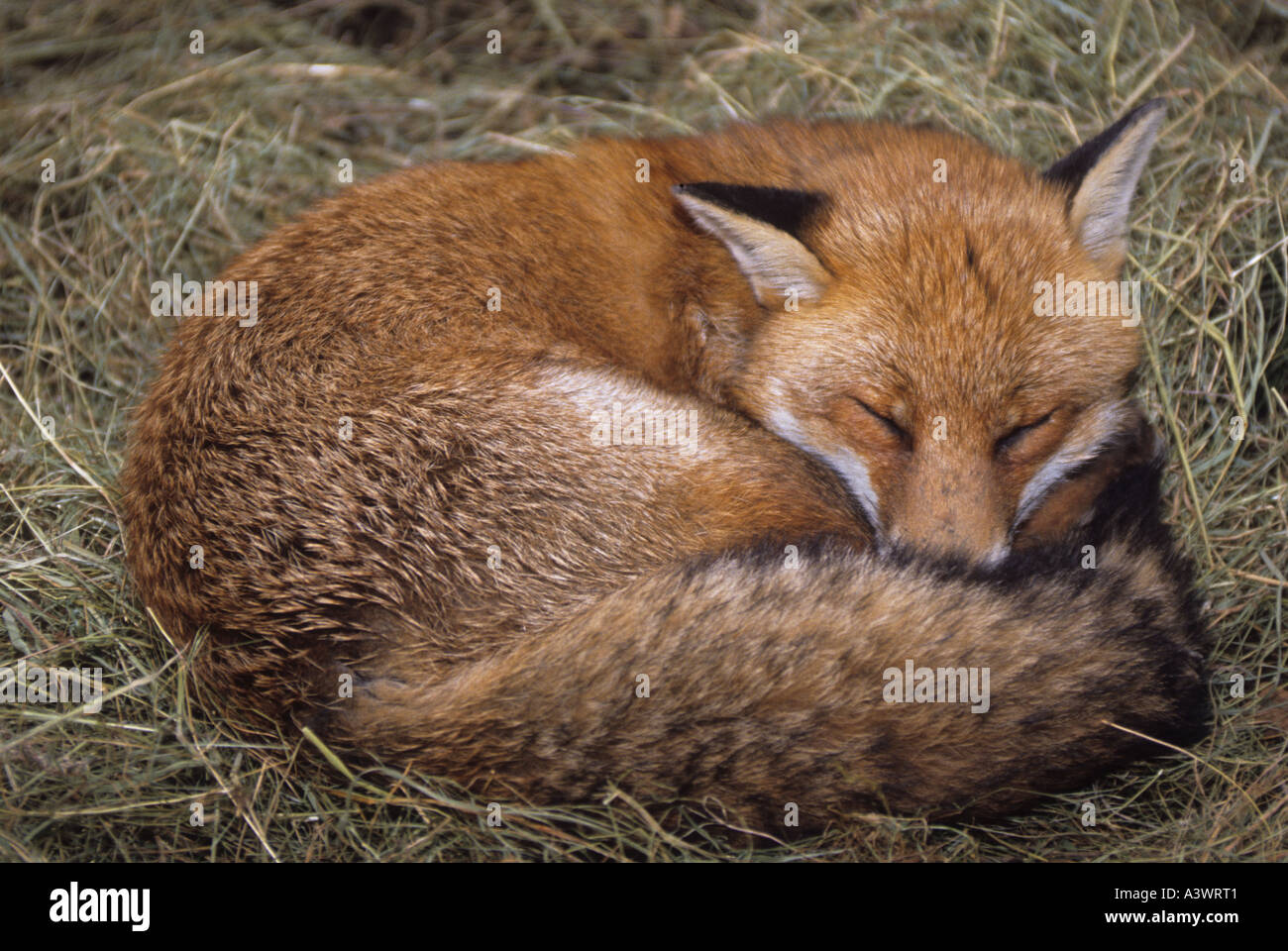 Red Fox Asleep (Vulpes vulpes Stock Photo - Alamy