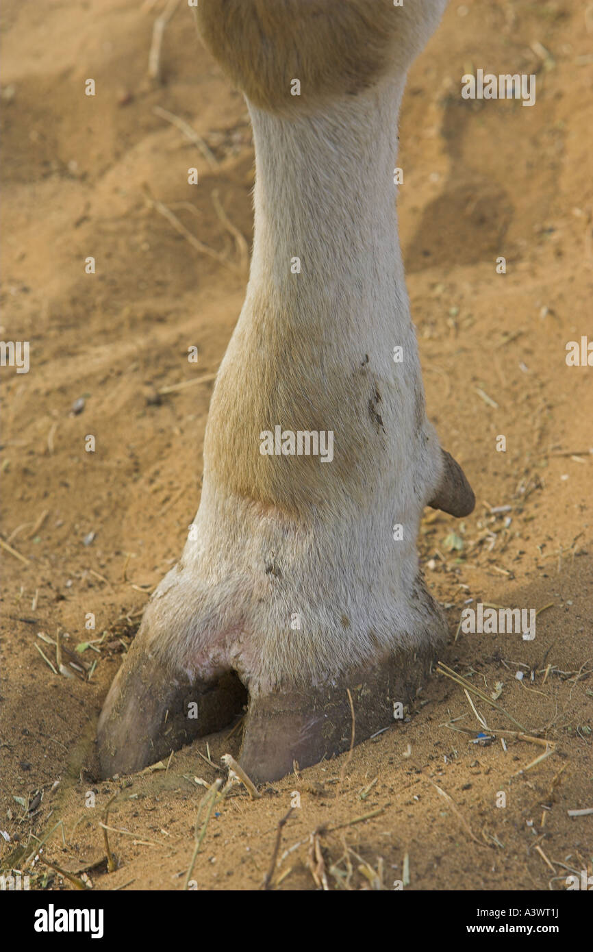 Cow hoof hi-res stock photography and images - Alamy