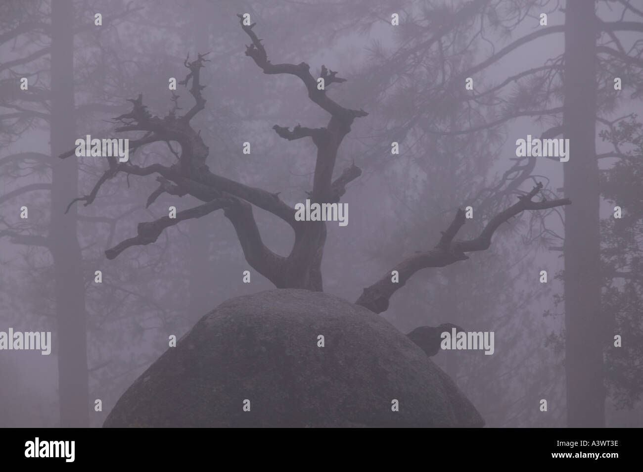 Dead forests hi-res stock photography and images - Alamy