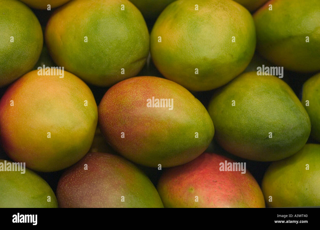 MANGOES FRESH RIPE Stock Photo - Alamy