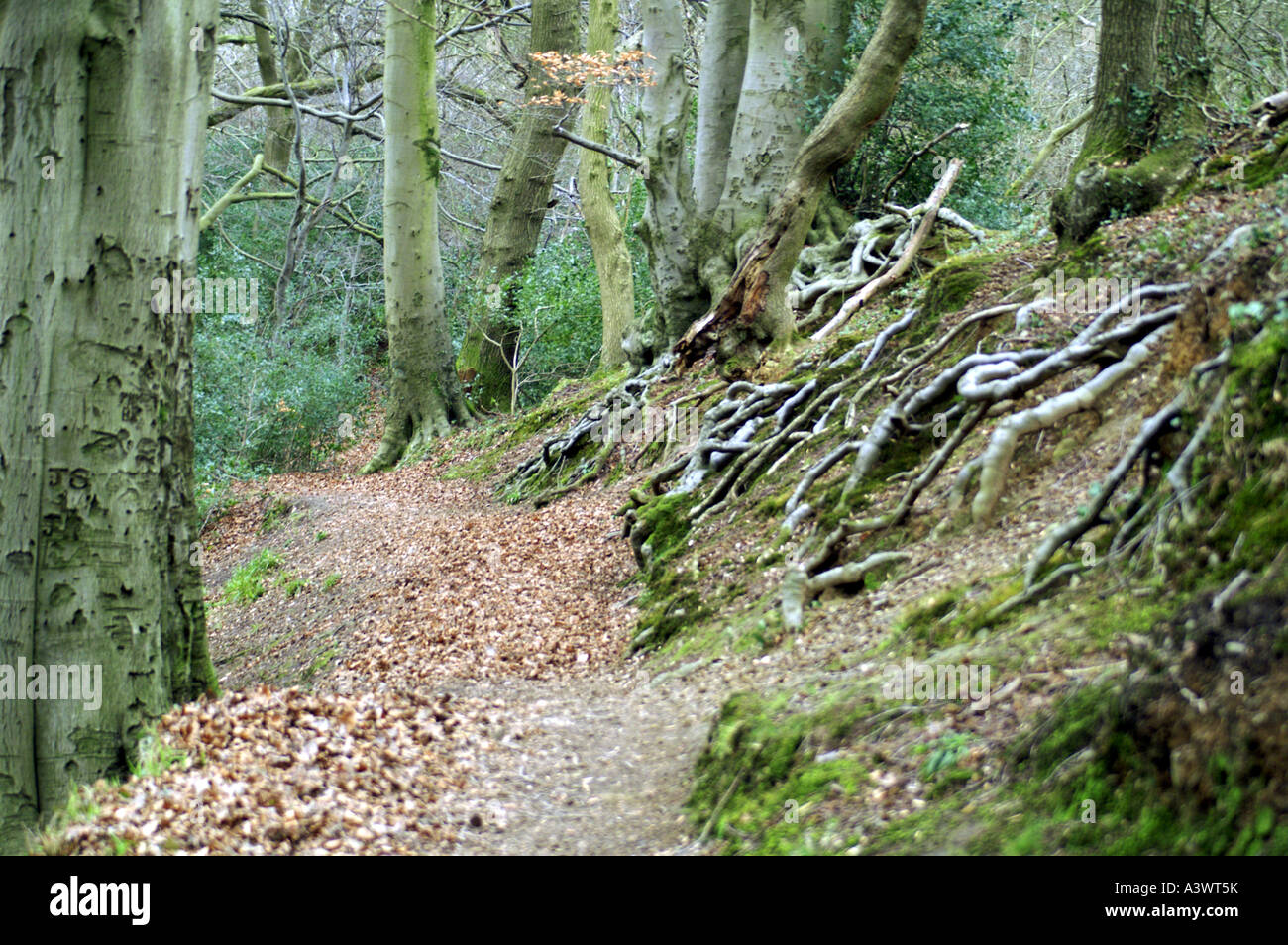 Fforest farm hi-res stock photography and images - Alamy