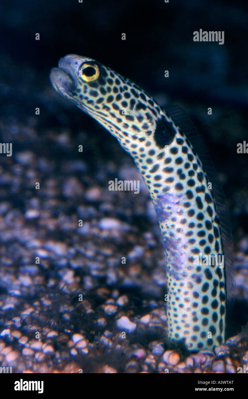 Spotted garden eel Heteroconger hassi Stock Photo - Alamy