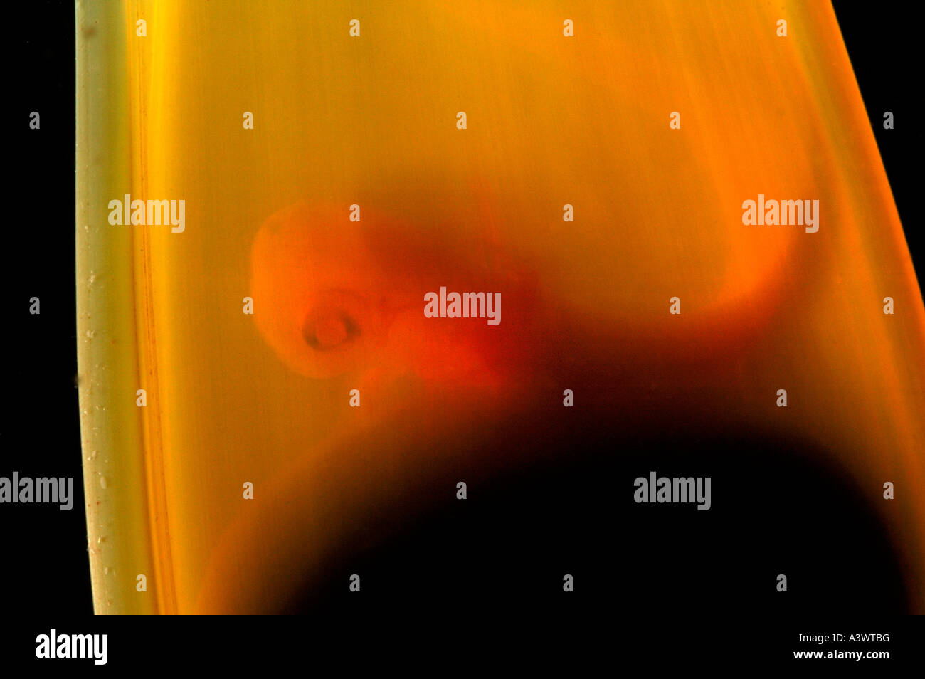 Nursehound Bullhuss embryo developing in egg case Scyliorhinus ...