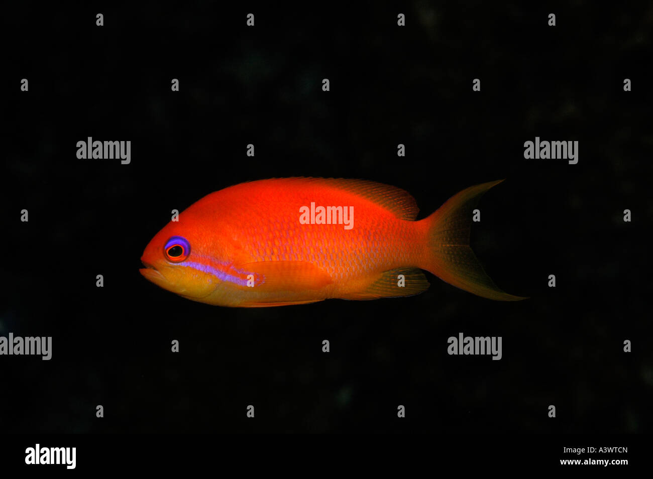 Wreckfish hi-res stock photography and images - Alamy