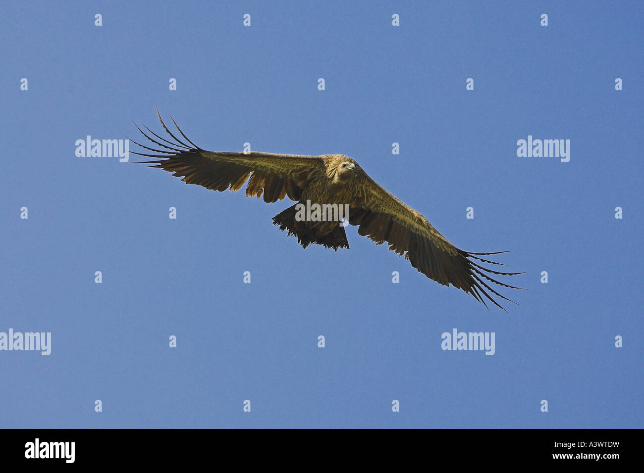 A himalayan Griffon flies in the wild. - Nepal Stock Photo - Alamy