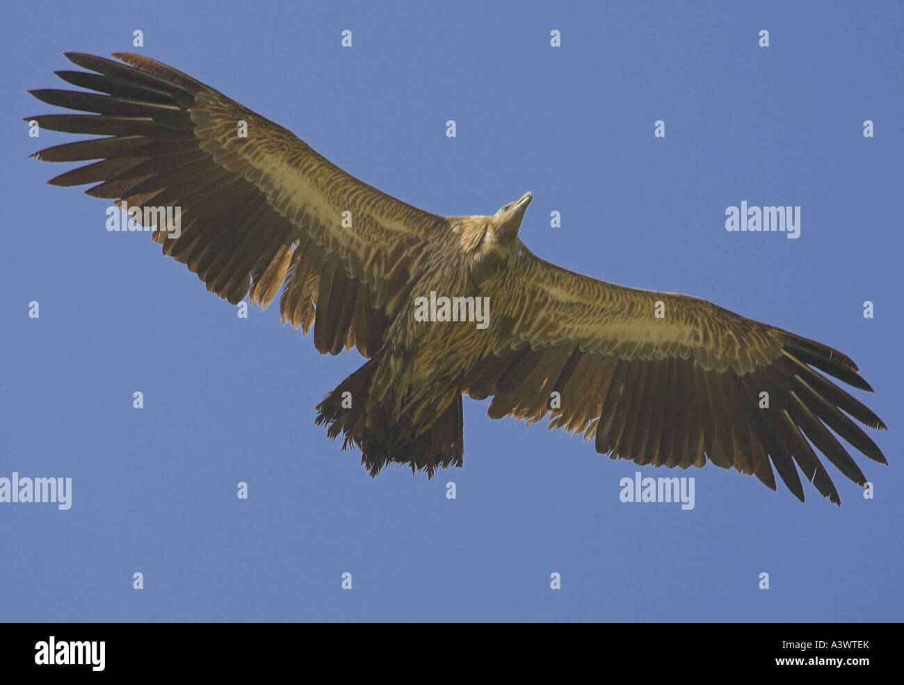 A himalayan Griffon flies in the wild. - Nepal Stock Photo - Alamy