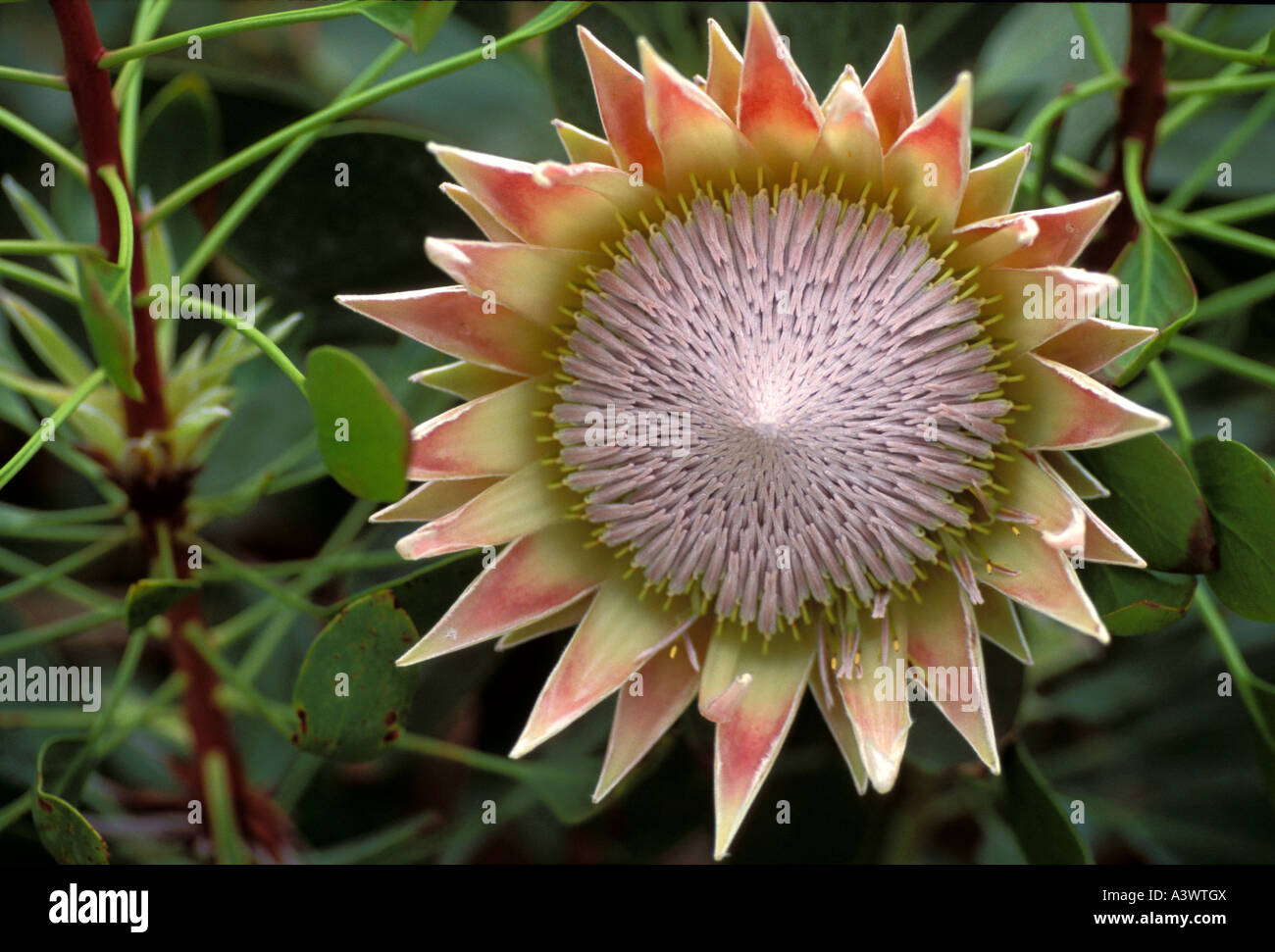 King Protea Protea cynaroides National Flower of South Africa Stock ...