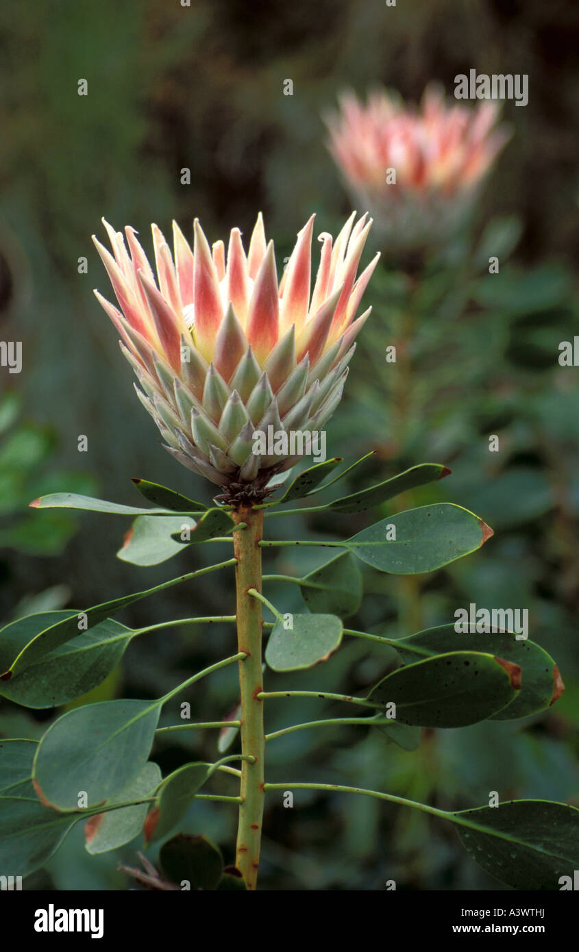 King Protea Protea cynaroides National Flower of South Africa Stock ...