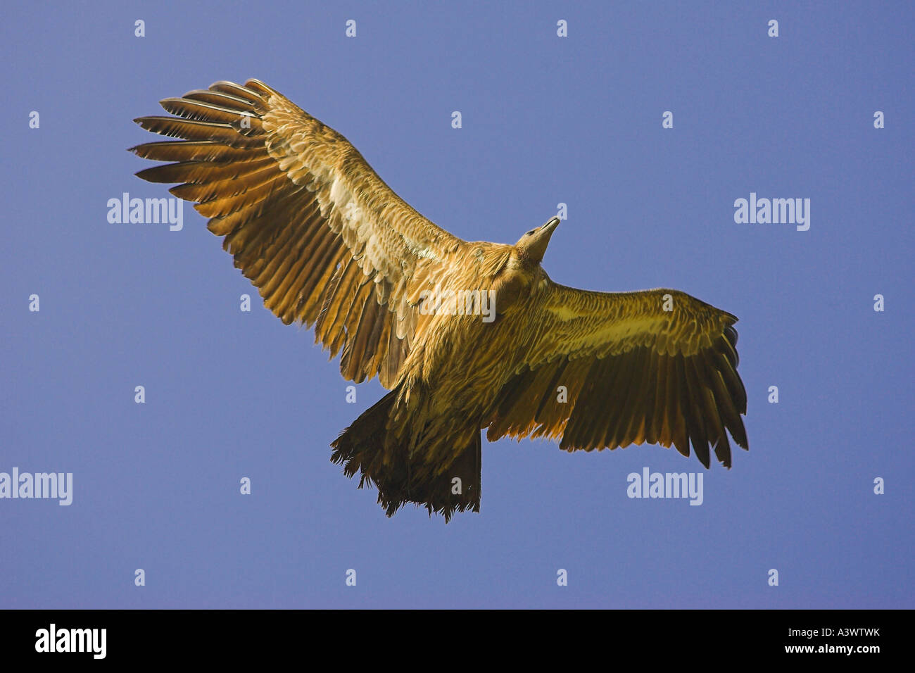 A himalayan Griffon flies in the wild. - Nepal Stock Photo - Alamy