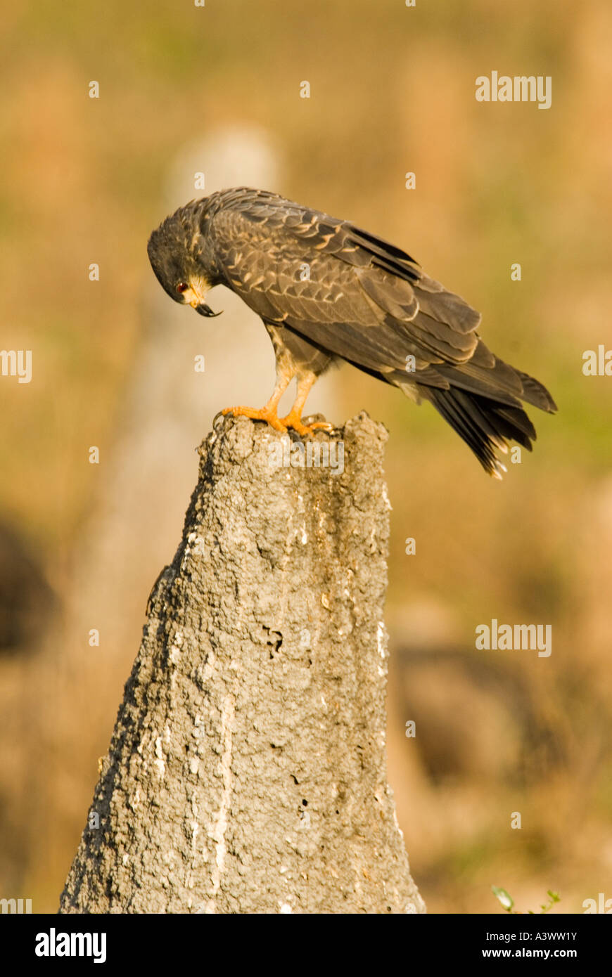 Snail kite Rostrhamus sociabilis Pantanal Brazil Stock Photo - Alamy