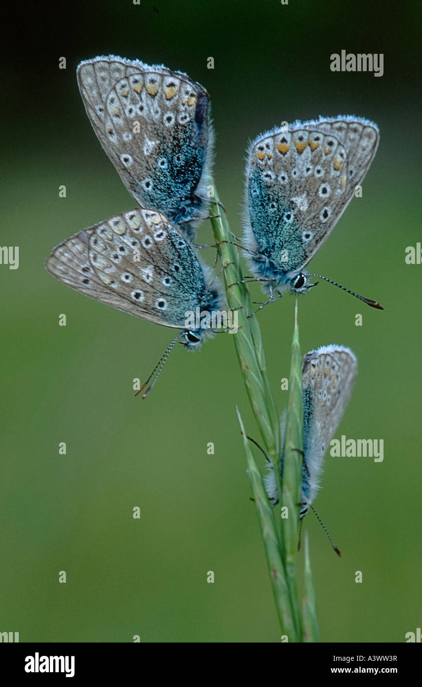 Common Blue Butterflies Polyommatus icarus United Kingdom Stock Photo ...