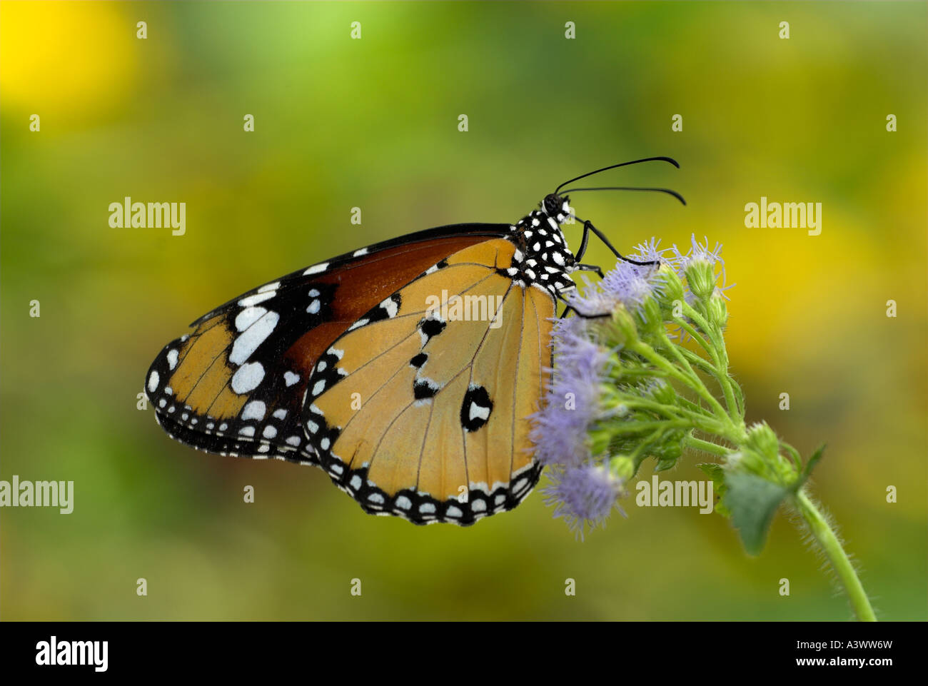 Plain Tiger Butterfly Danaus chrysippus Thailand South Asia Stock Photo ...