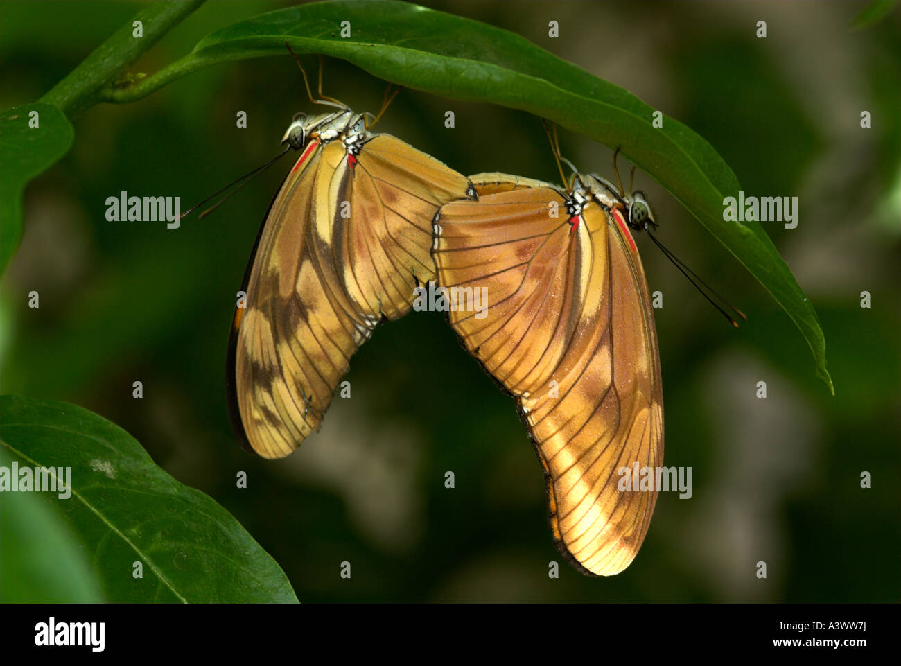 Flame Butterfly Butterflies Mating Dryas Julia Central America Stock Photo - Alamy