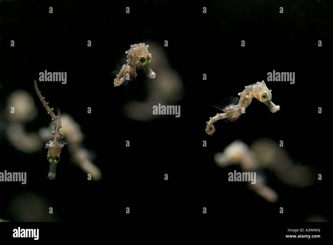 Long snouted Seahorse Hippocampus reidi 1 day old Caribbean Stock Photo ...