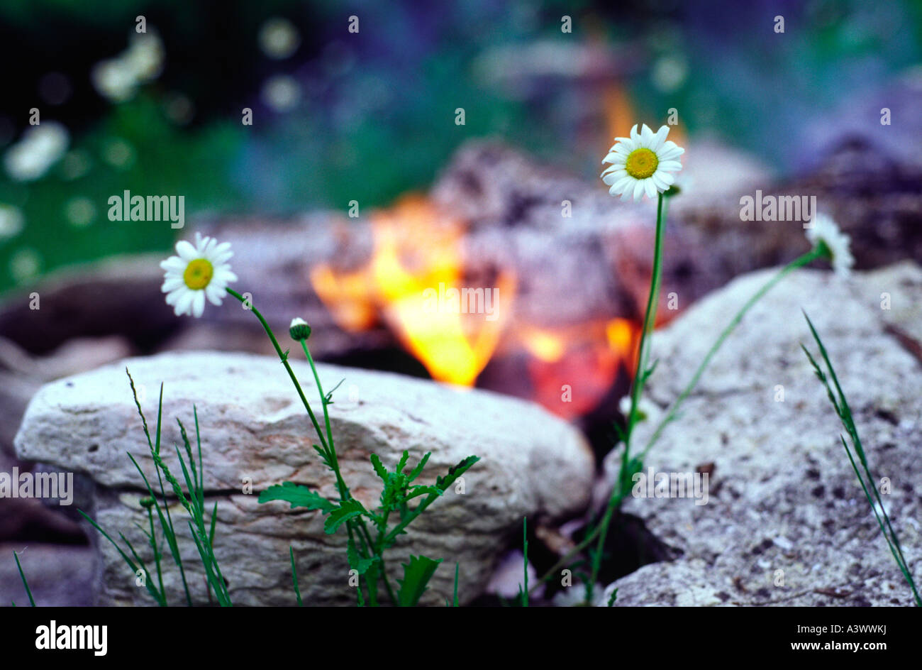 Prairie fire wildflower not texas hi-res stock photography and images ...
