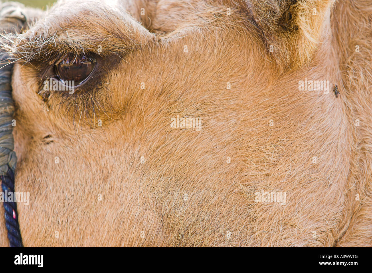 The eye of a camel. - India Stock Photo - Alamy