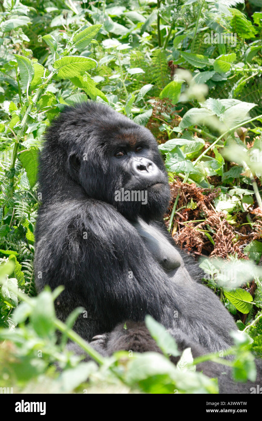 Gorilla staring camera hi-res stock photography and images - Alamy