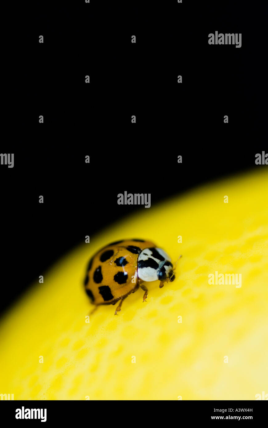 Ladybug and Lemon Stock Photo - Alamy