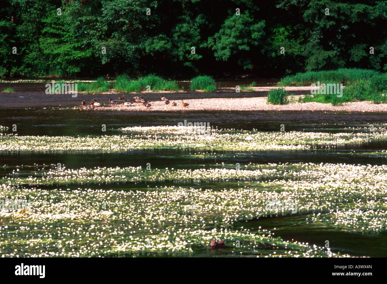 Nohan hi-res stock photography and images - Alamy