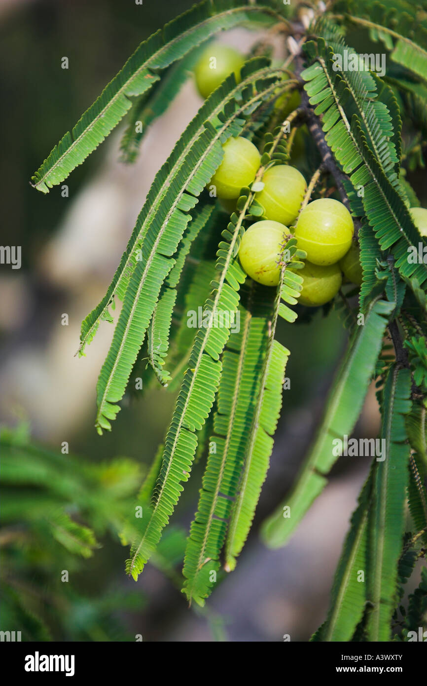 Amla Tree Stock Photos & Amla Tree Stock Images - Alamy