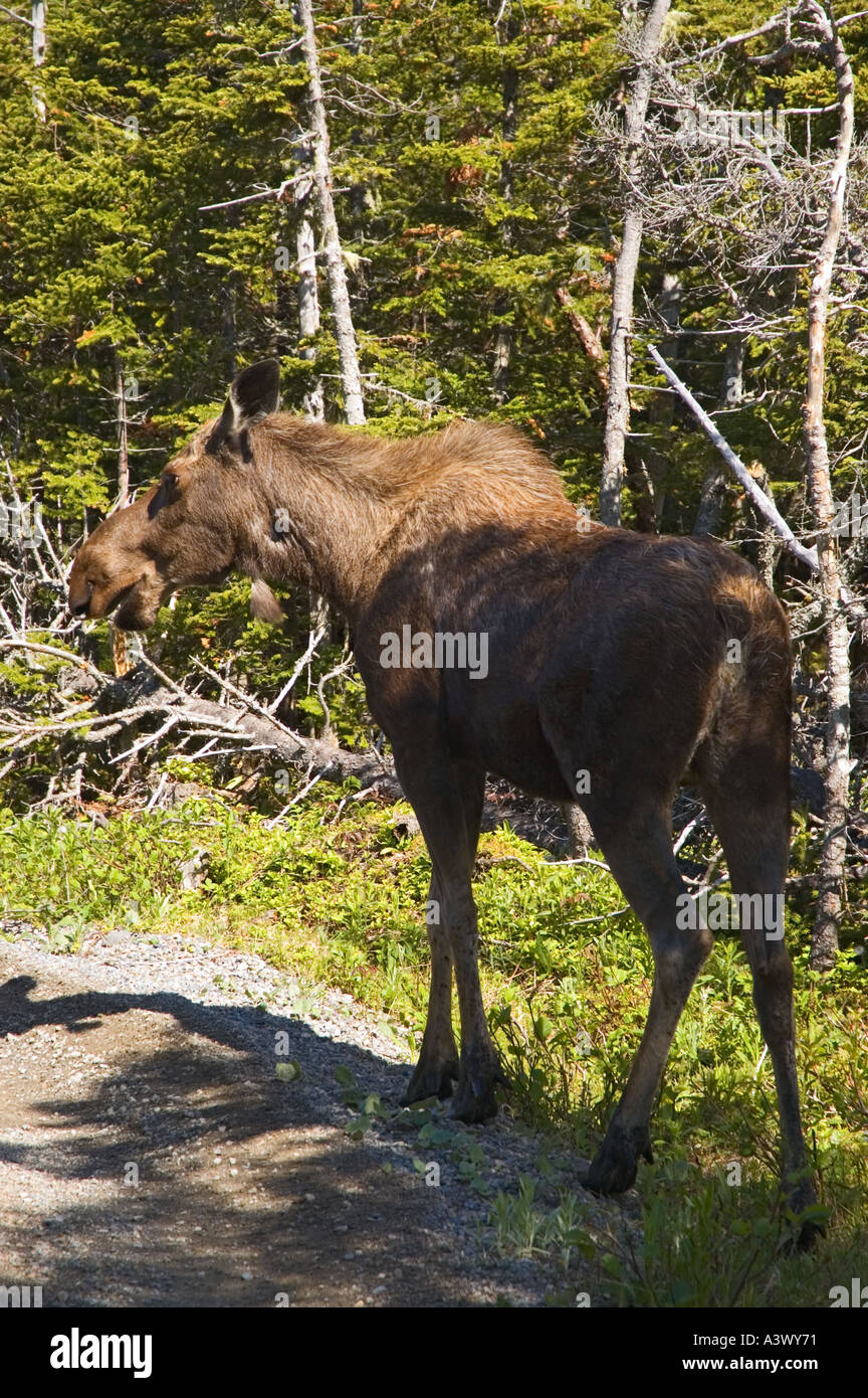 Canada Newfoundland Gros Morne National Park moose on trail to Western ...