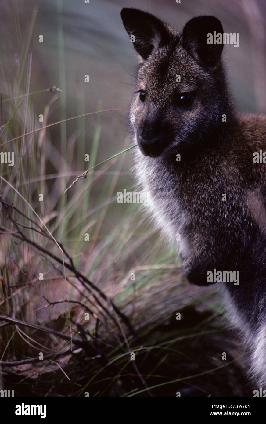 Red necked Wallaby Macropus rufogriseus Australia Stock Photo - Alamy
