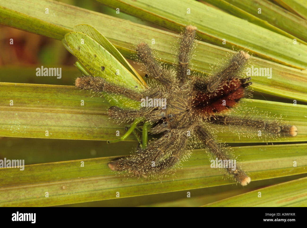 Bird Spider Tarantula Avicularia Metallica Eating Katydid Peru Tropical ...