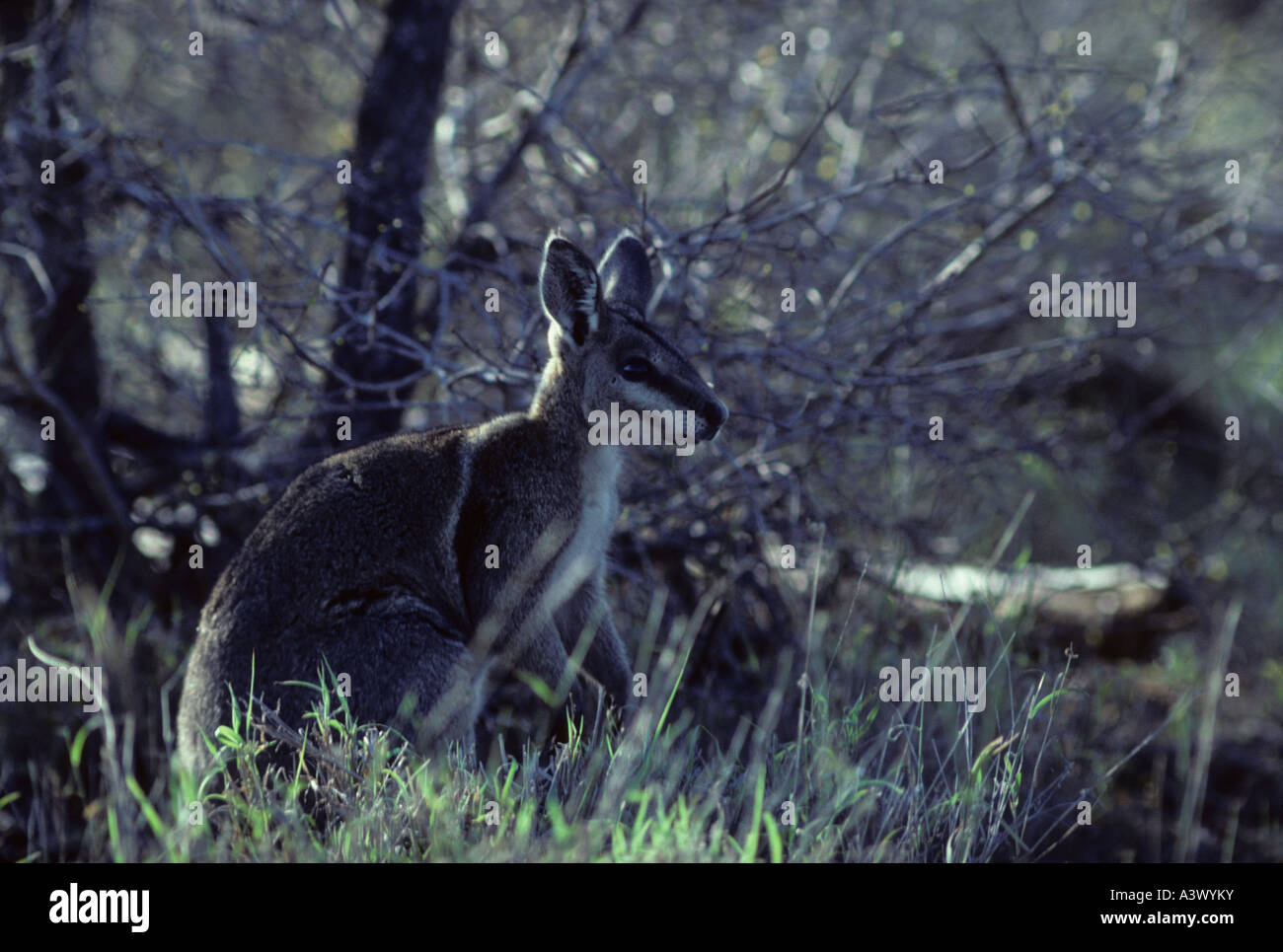 Bridled nailtail wallaby hi-res stock photography and images - Alamy