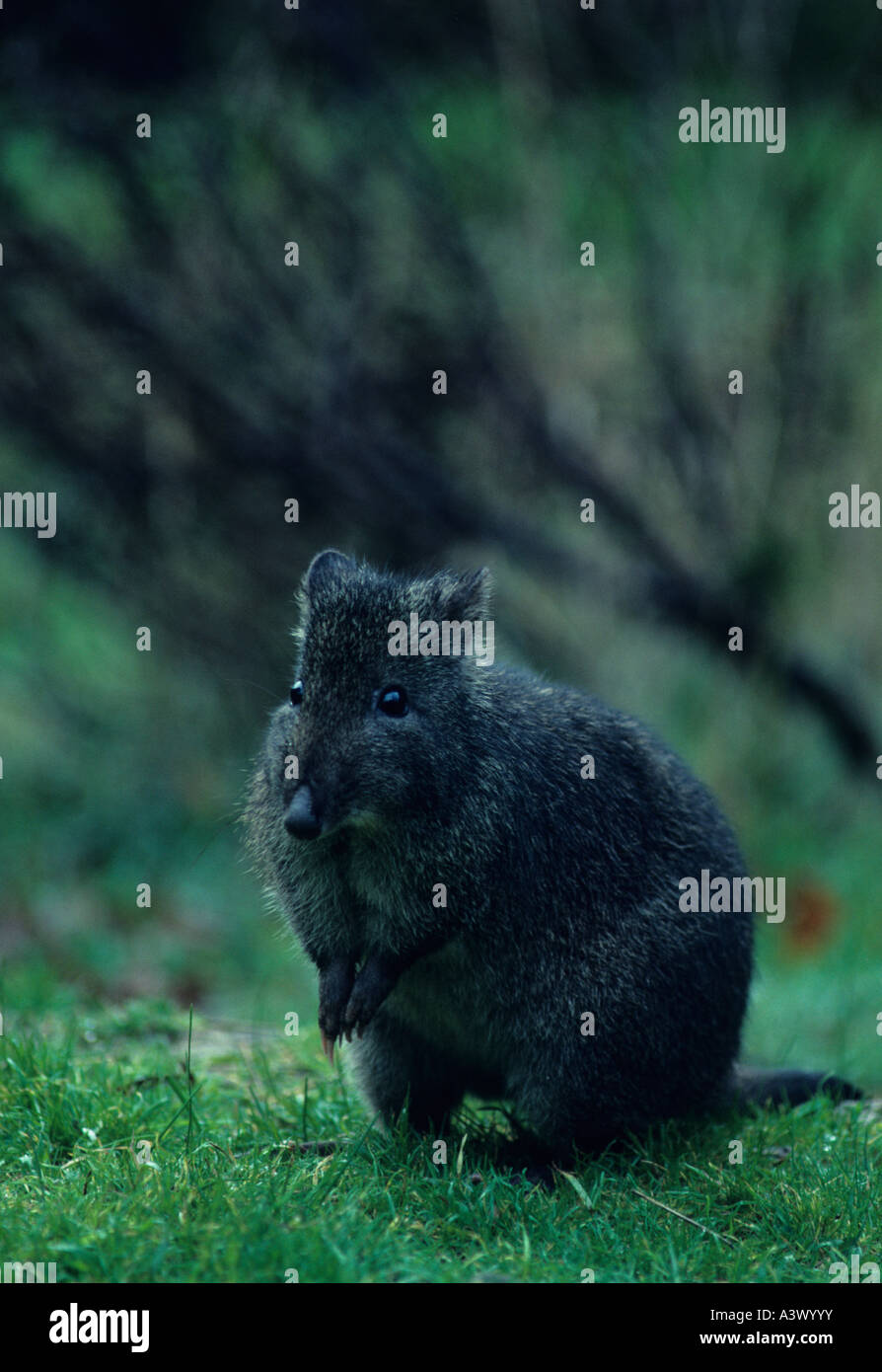 Omnivore omnivorous potoroidae vertebrate warm blooded warm blooded ...