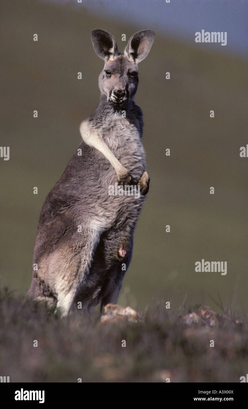Red Kangaroo Macropus rufus Female Australia Stock Photo - Alamy